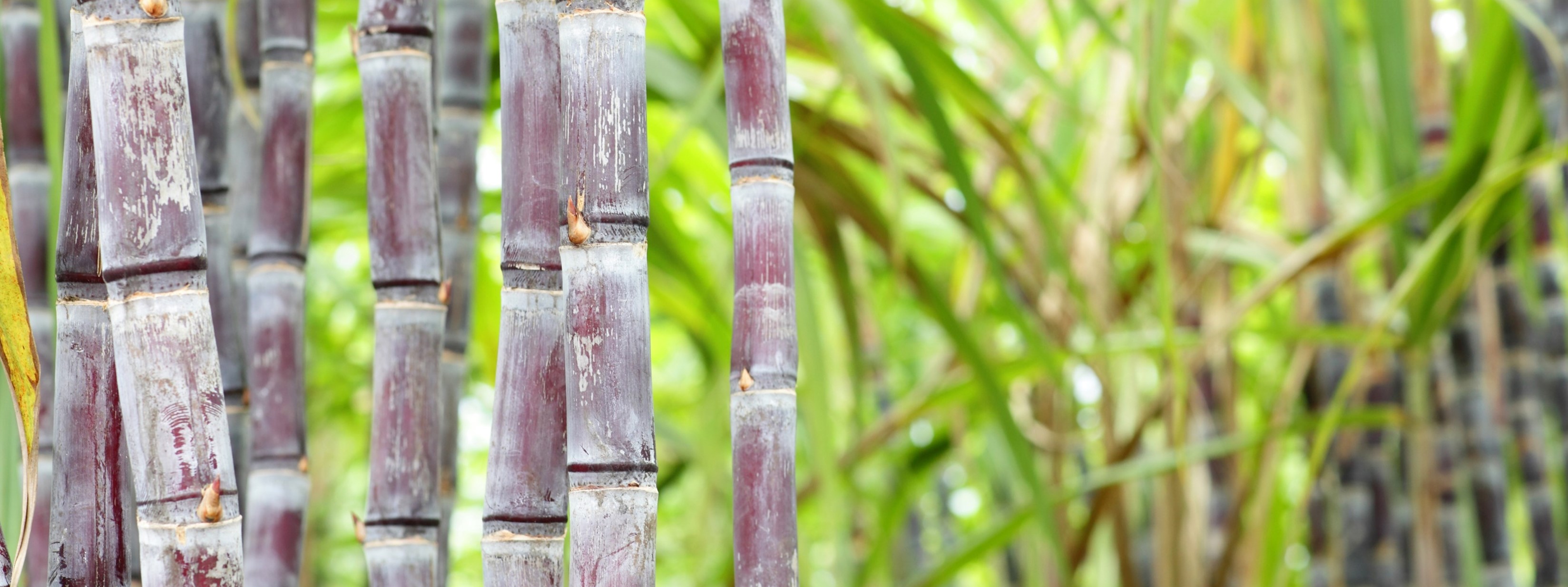 CASSIDA FM Compound SG 720 | FUCHS LUBRICANTS CO. (United States)